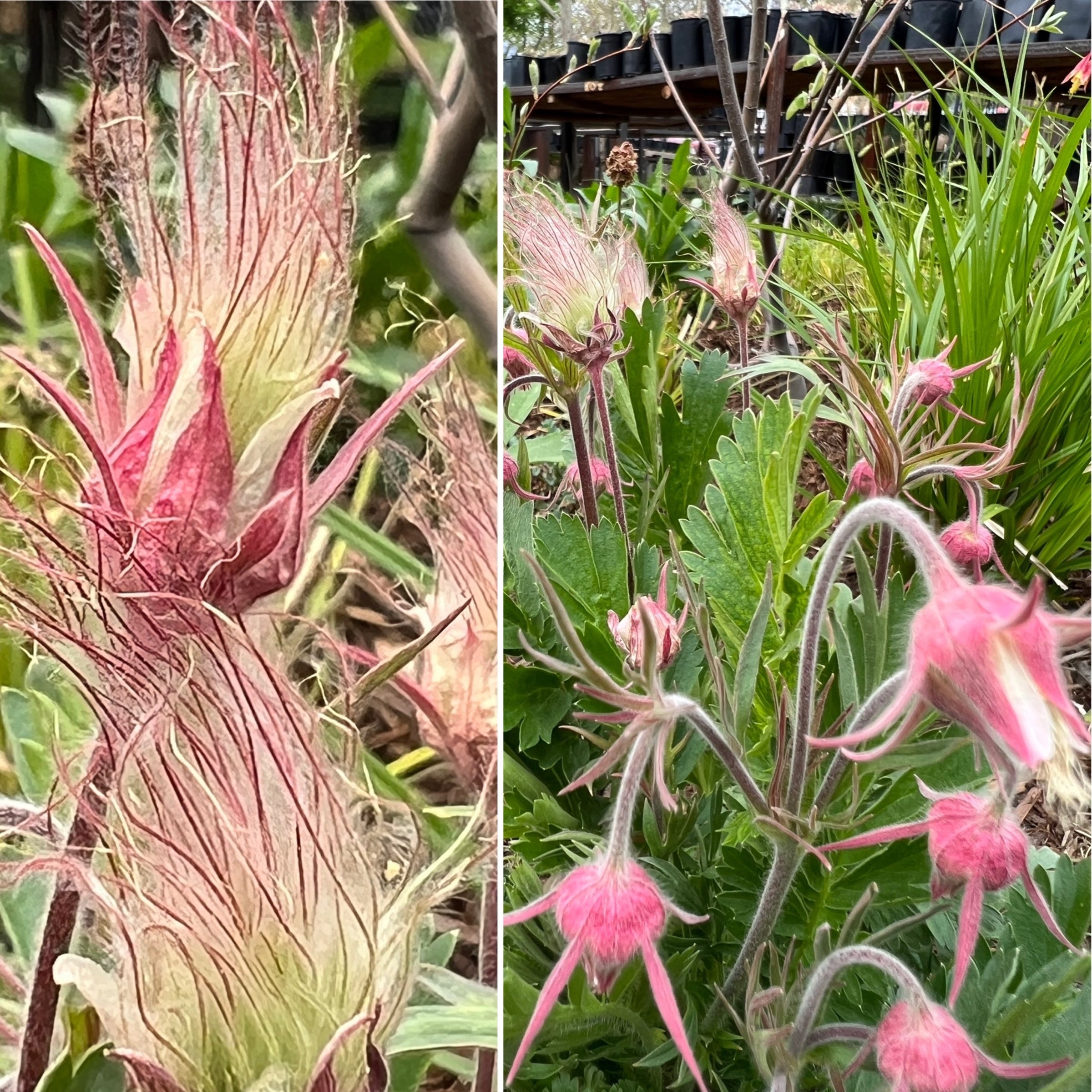 Prairie Smoke